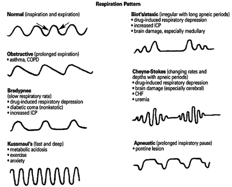 Approach to the Respiratory Patient : Basic Anatomy Review - RME